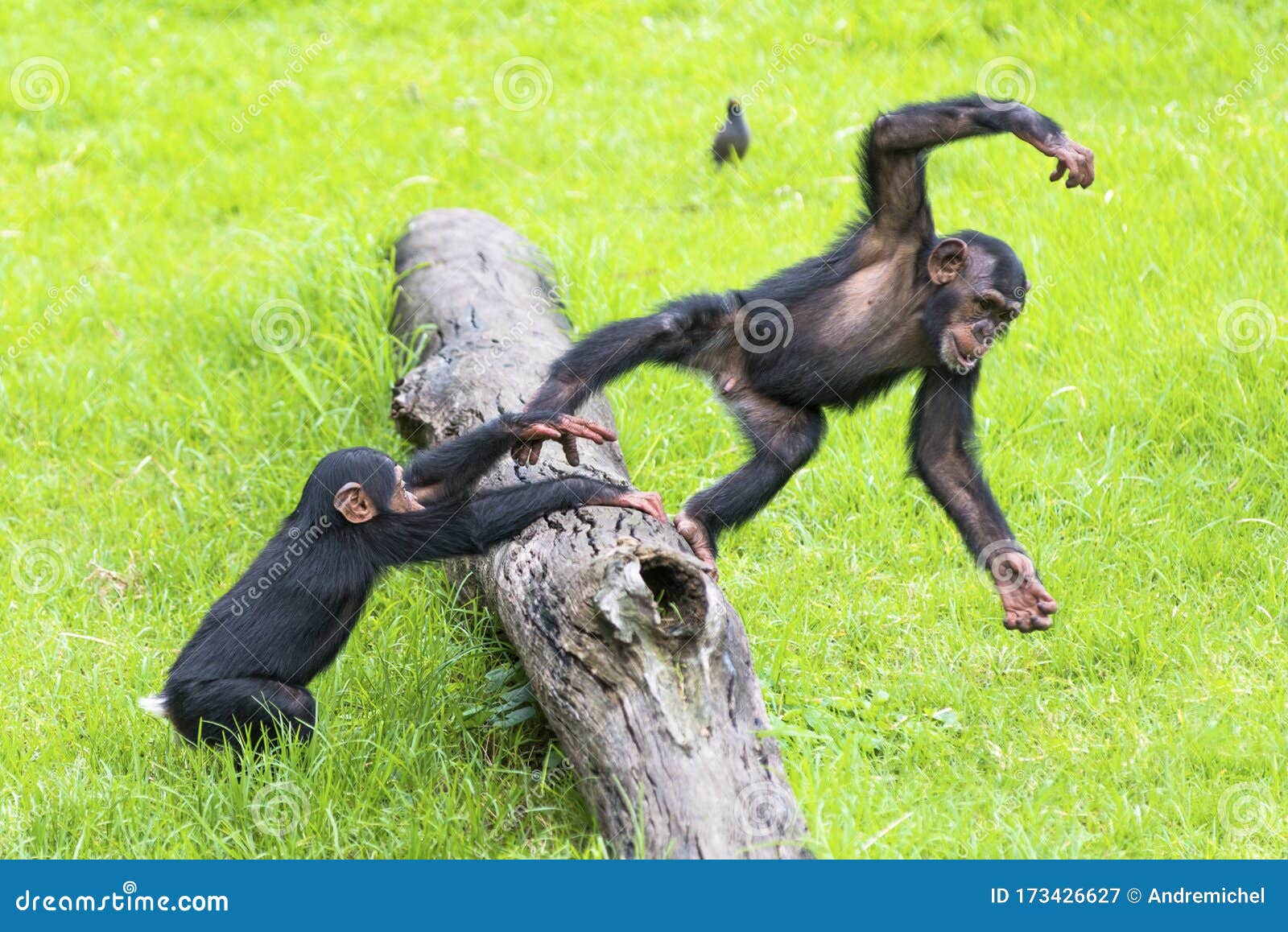 Chimps playing on a log stock image. Image of primates - 173426627