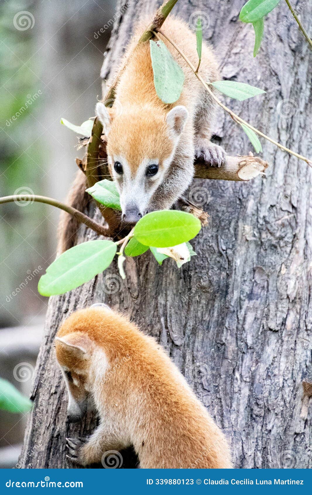 Two Baby Coaties Playing with a Branch on a Tree Trunk Stock Image ...