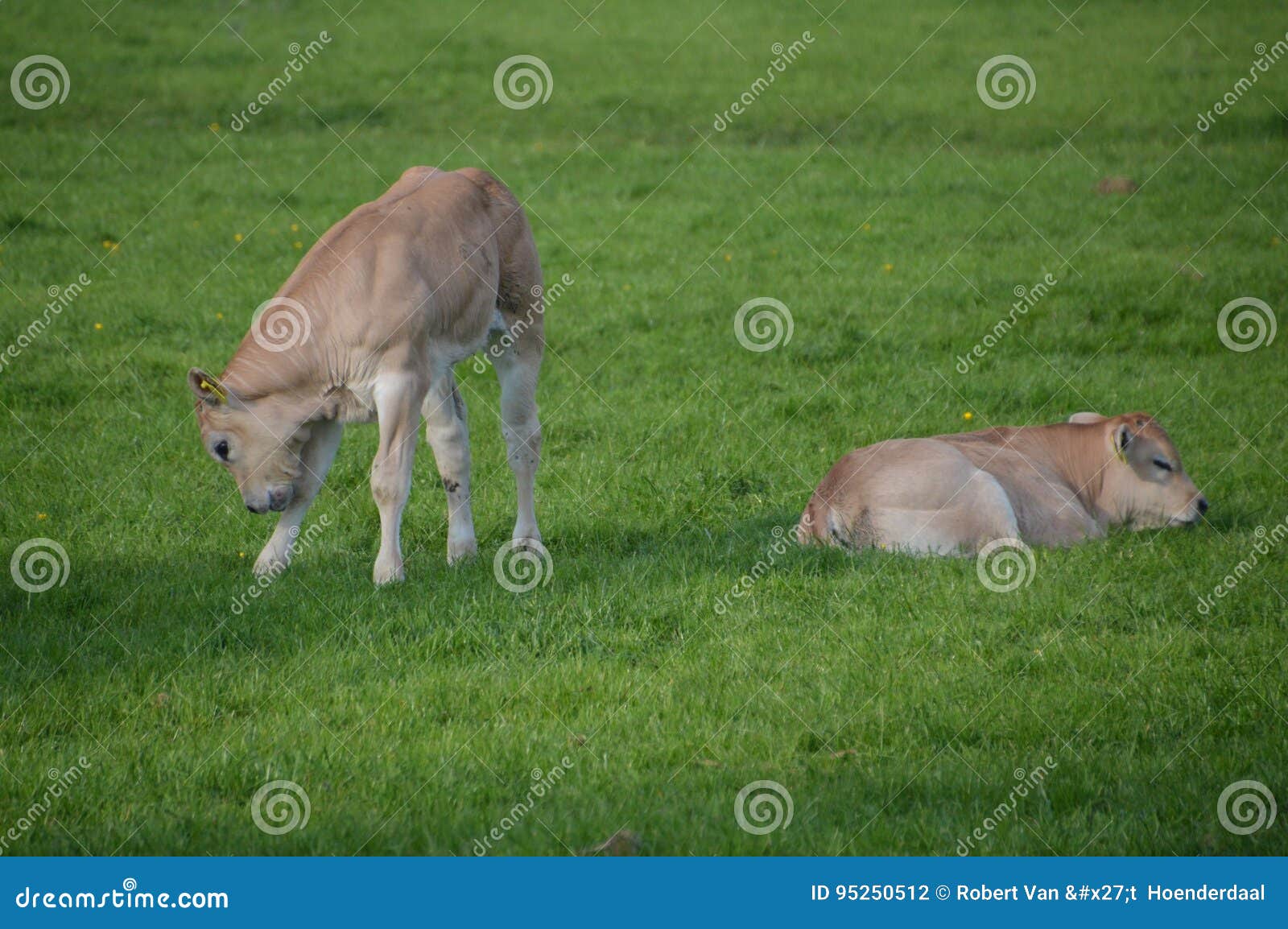 Two Baby Cows stock photo. Image of abcoude, sitting - 95250512