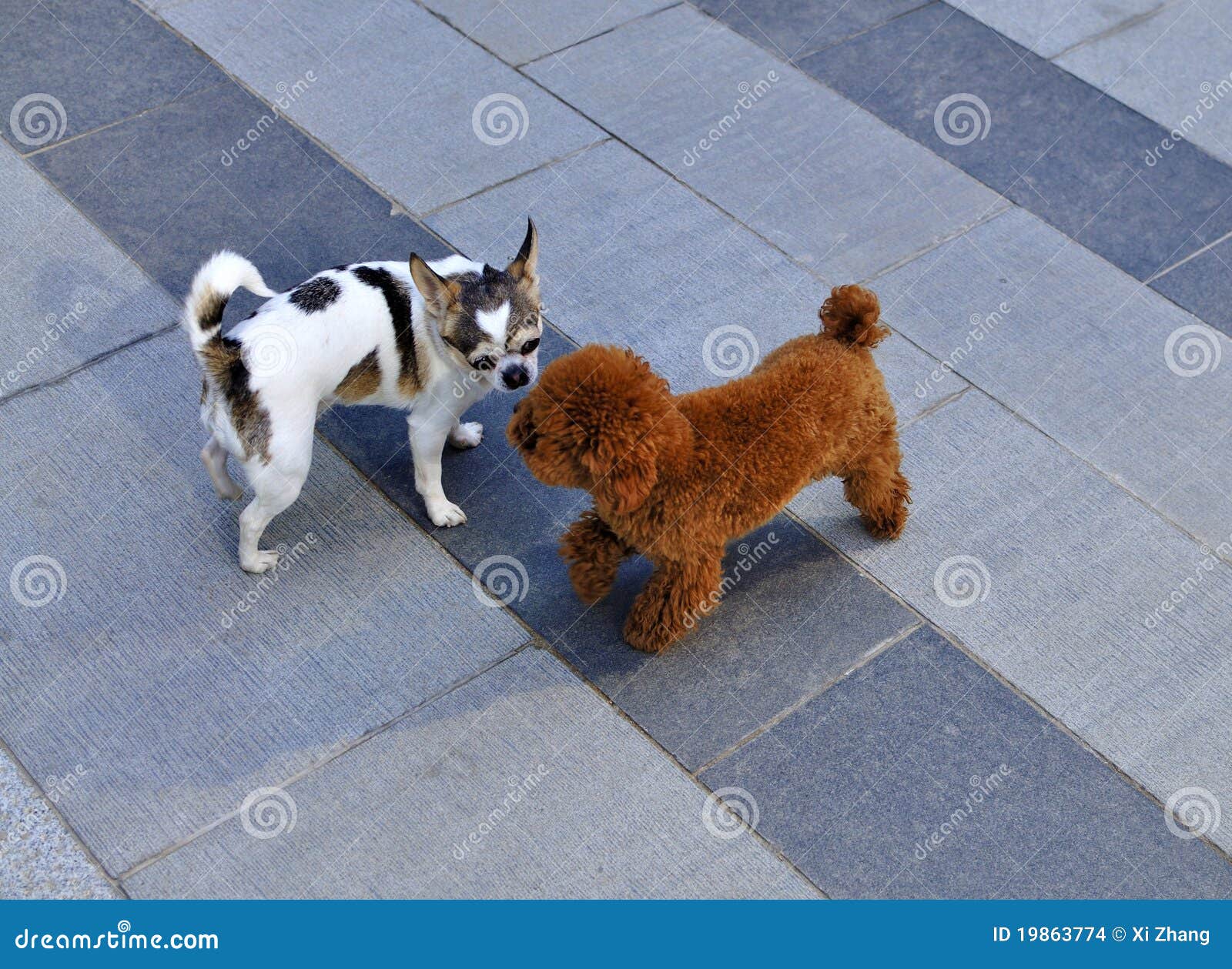 Two Baby Dogs stock photo. Image of mammal, little, ground - 19863774
