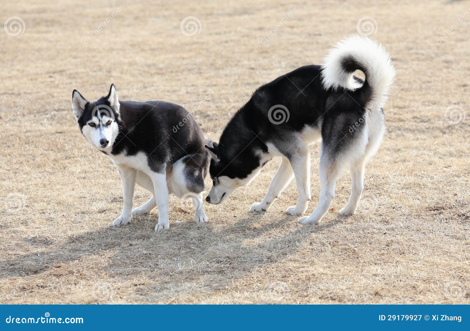 Two Baby Dogs stock image. Image of ground, mammal, dogs - 29179927