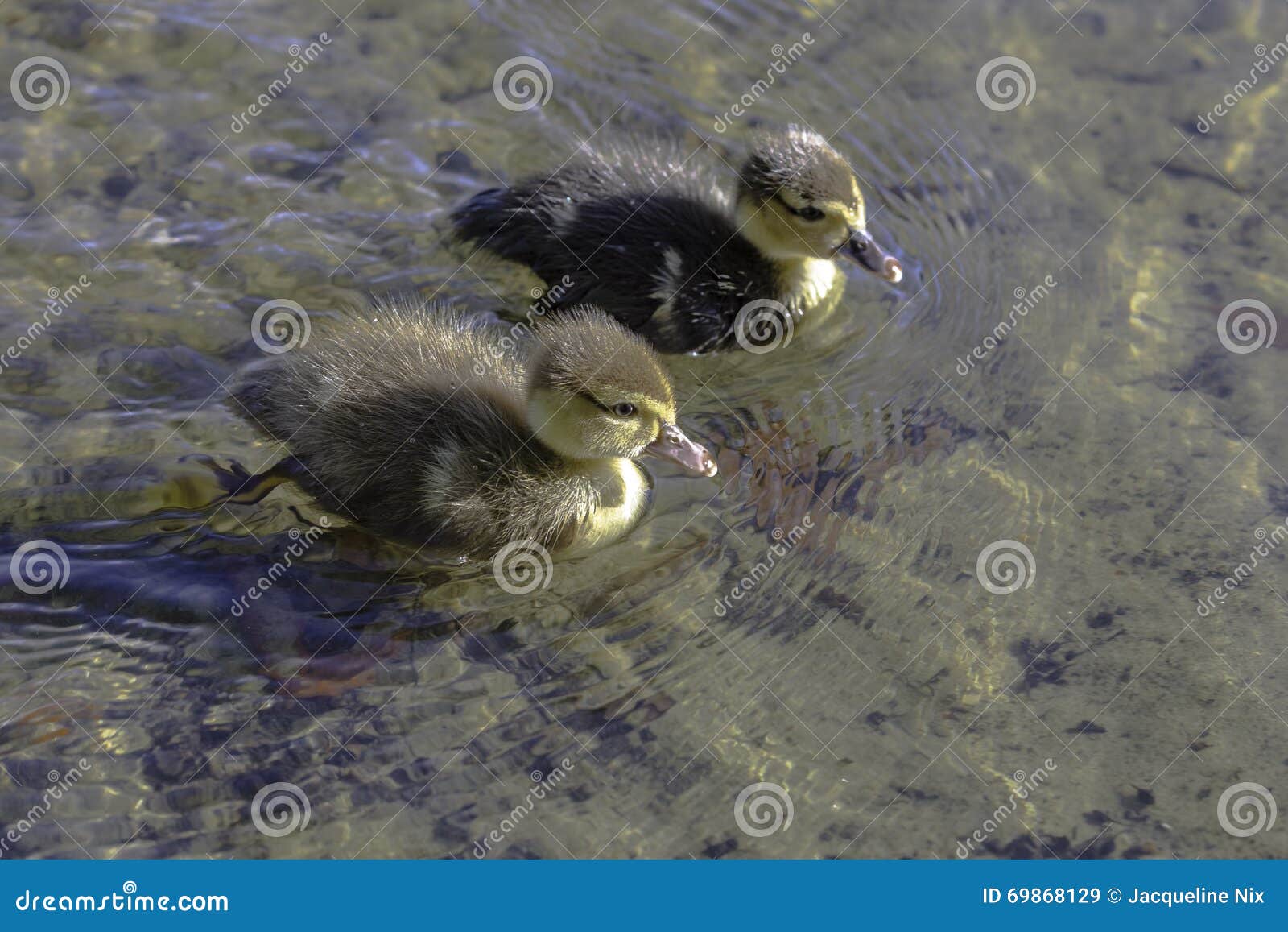 Two baby ducks swimming stock image. Image of avian, beginnings - 69868129