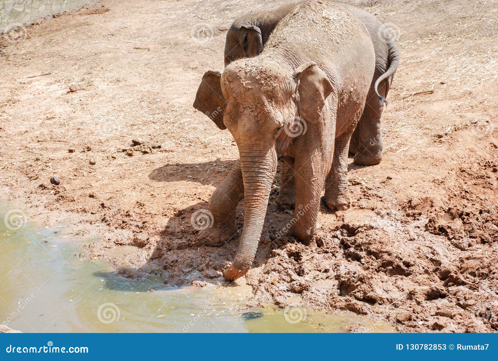 Two Baby Elephant at the Zoo Stock Image - Image of environment, action ...