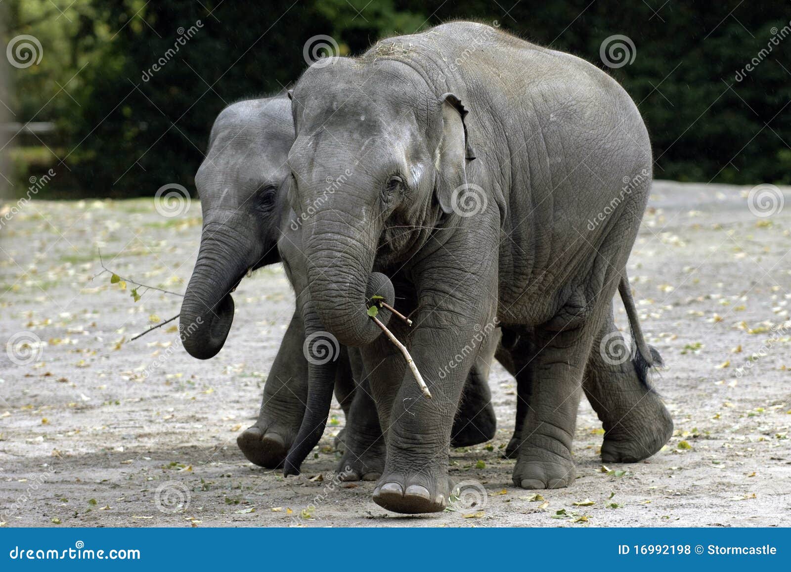 Two Baby Elephants Royalty Free Stock Photos - Image: 16992198