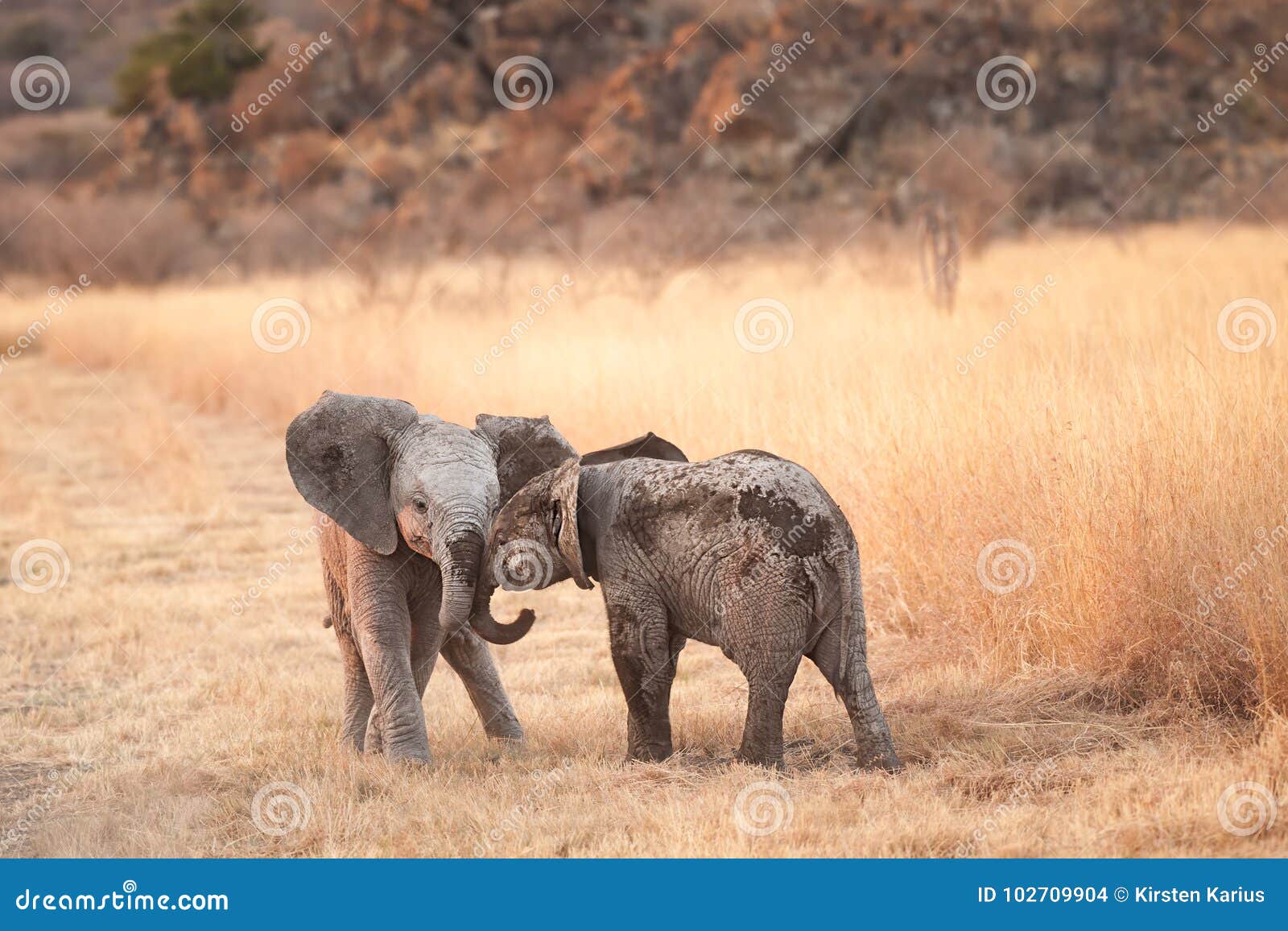 Two Baby Elephants stock photo. Image of animal, elephant - 102709904