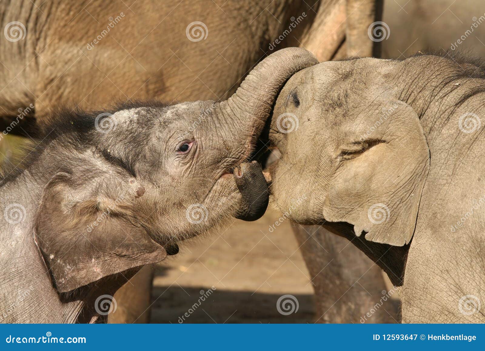 Two Baby Elephants Playing Trunk Wrestling Stock Image - Image of ...
