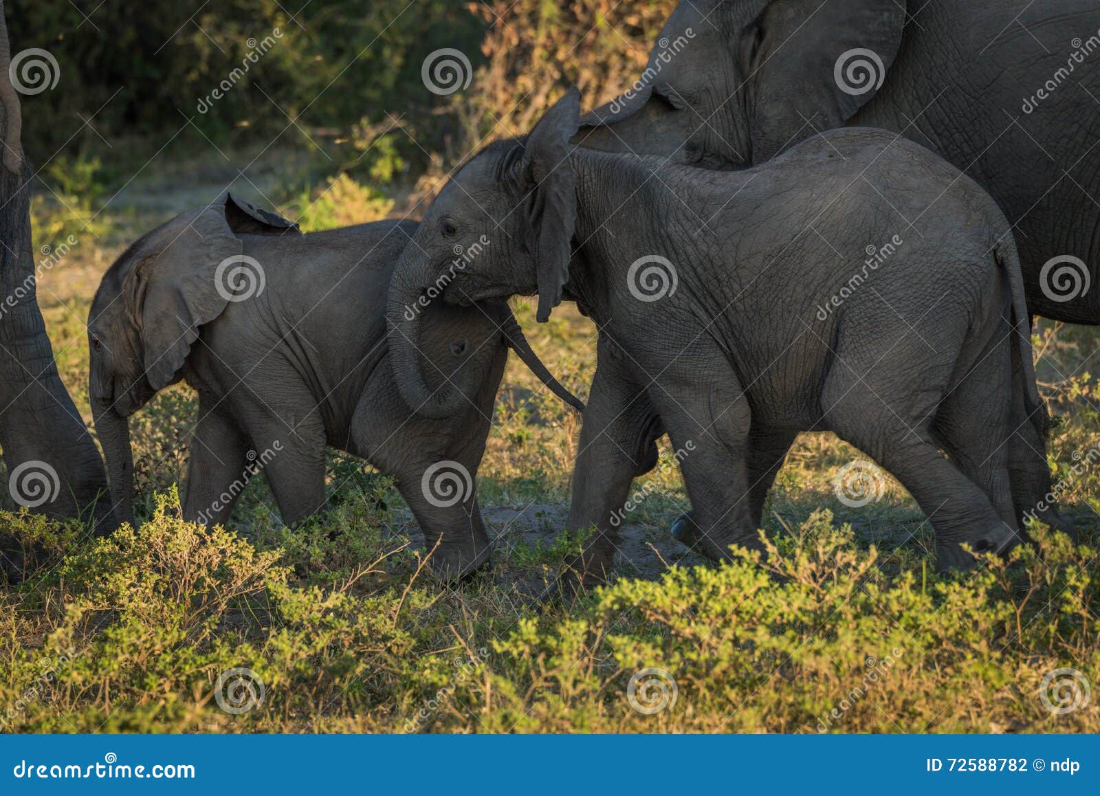 Two Baby Elephants Walking between Both Parents Stock Photo - Image of ...