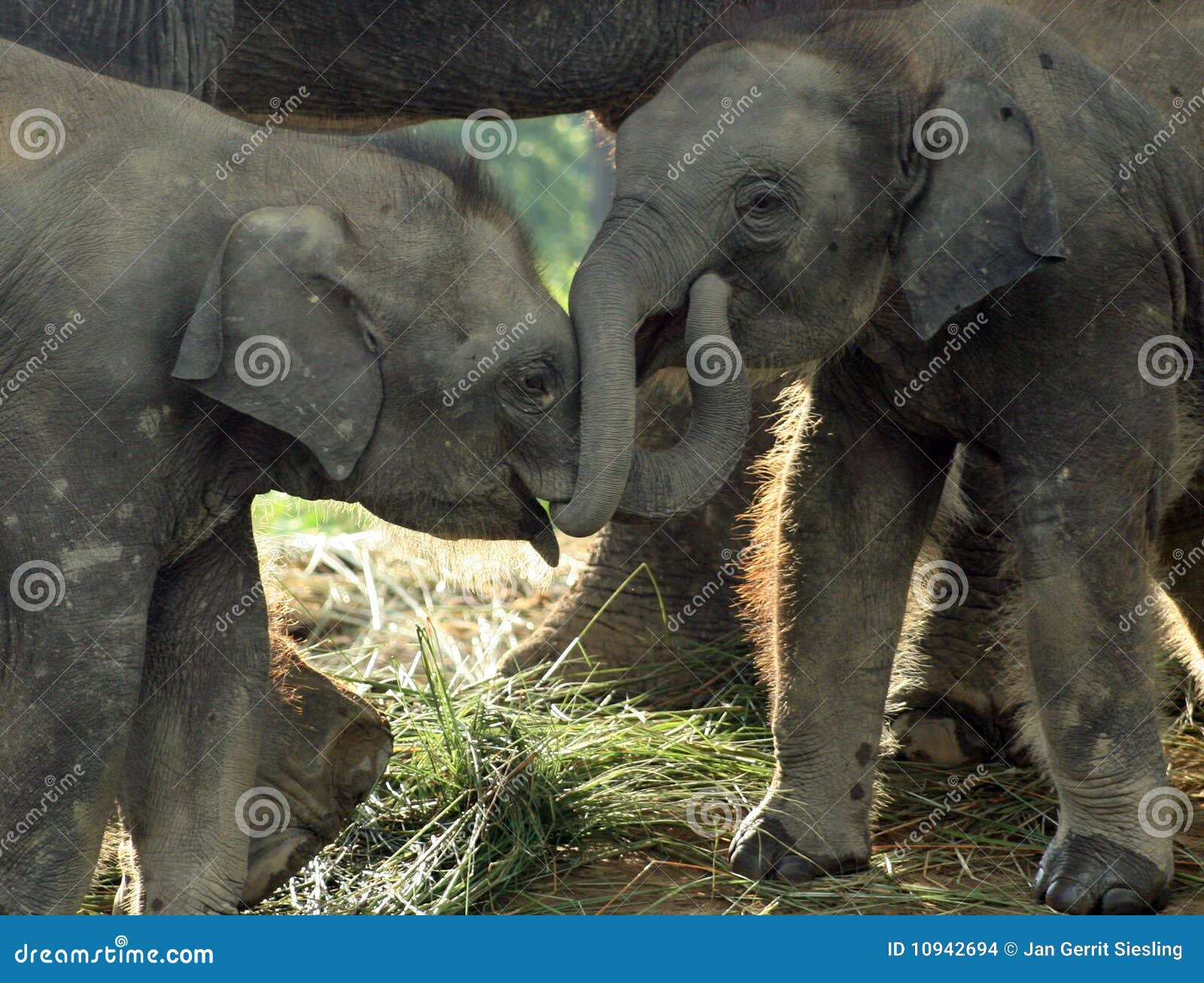 Two baby eliphants stock photo. Image of happy, asia - 10942694