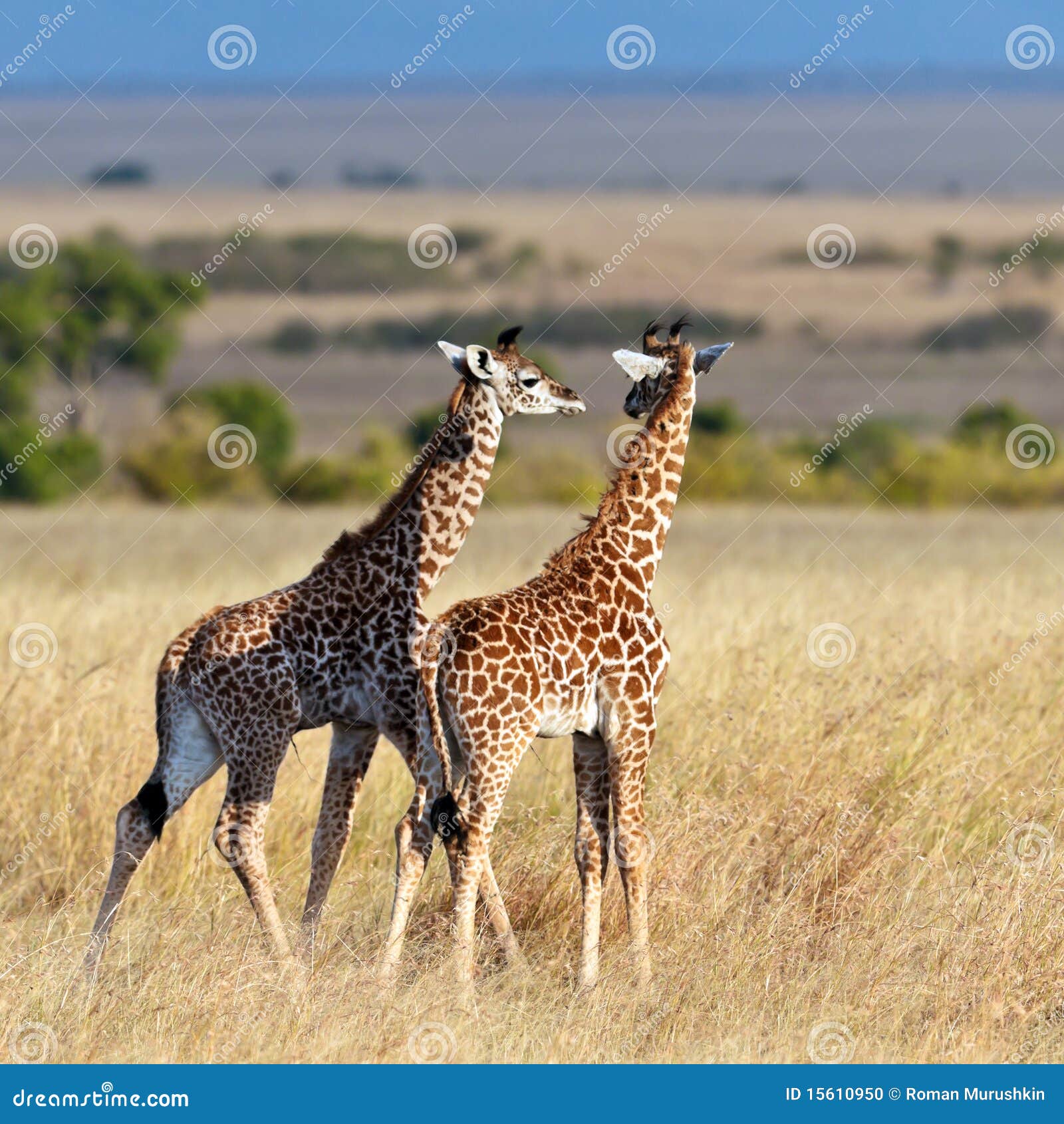 Two Baby Giraffe Walk on the Savannah Stock Photo - Image of safari ...