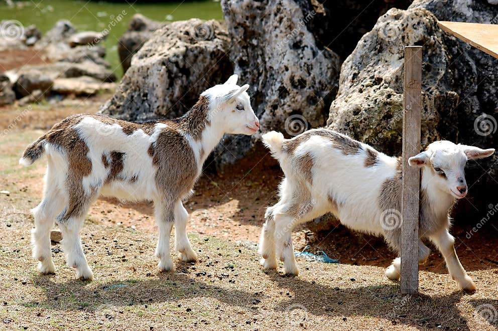 Two Baby Goats stock image. Image of little, life, livestock - 13270229