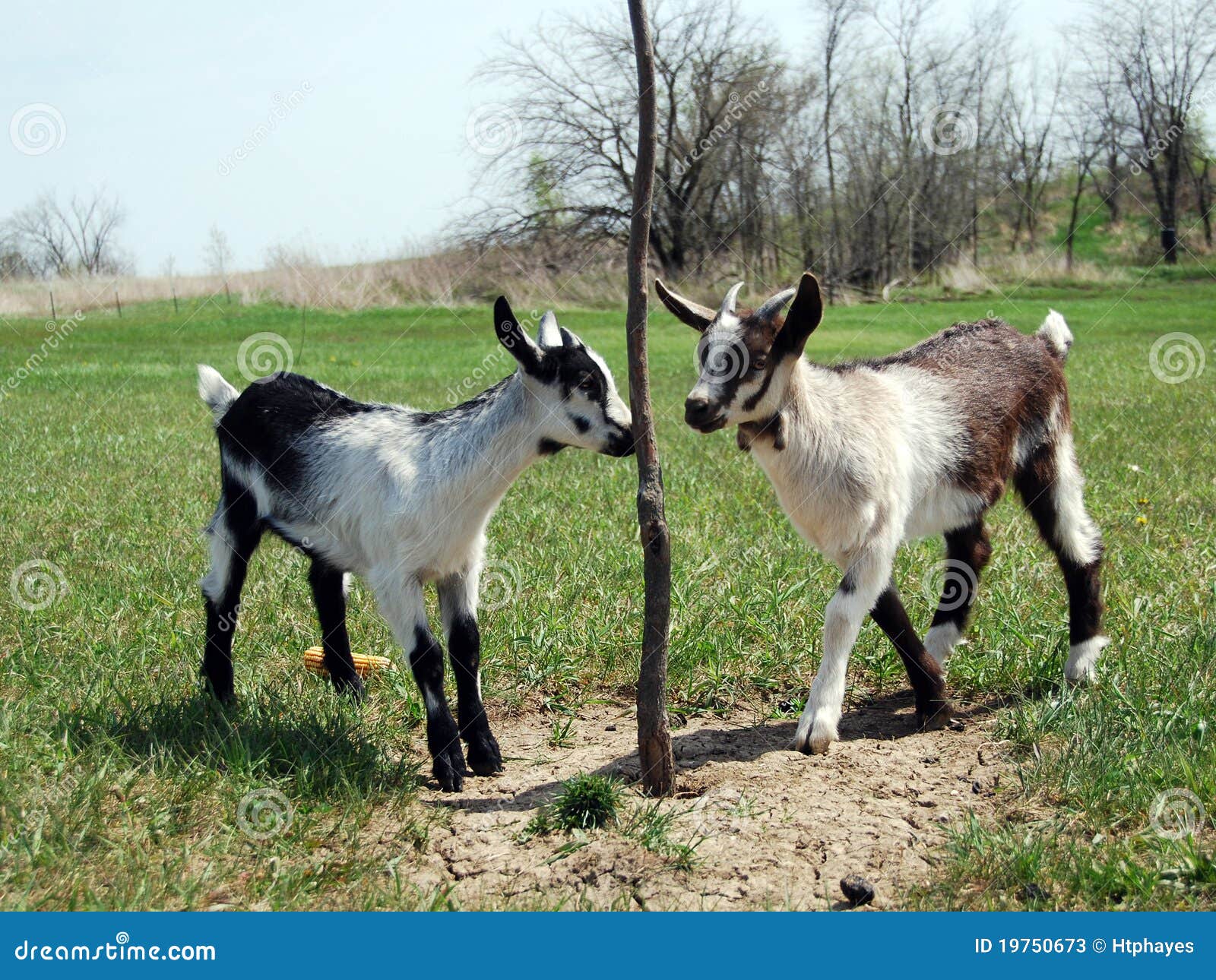 Two baby goats stock image. Image of kids, goat, communication - 19750673