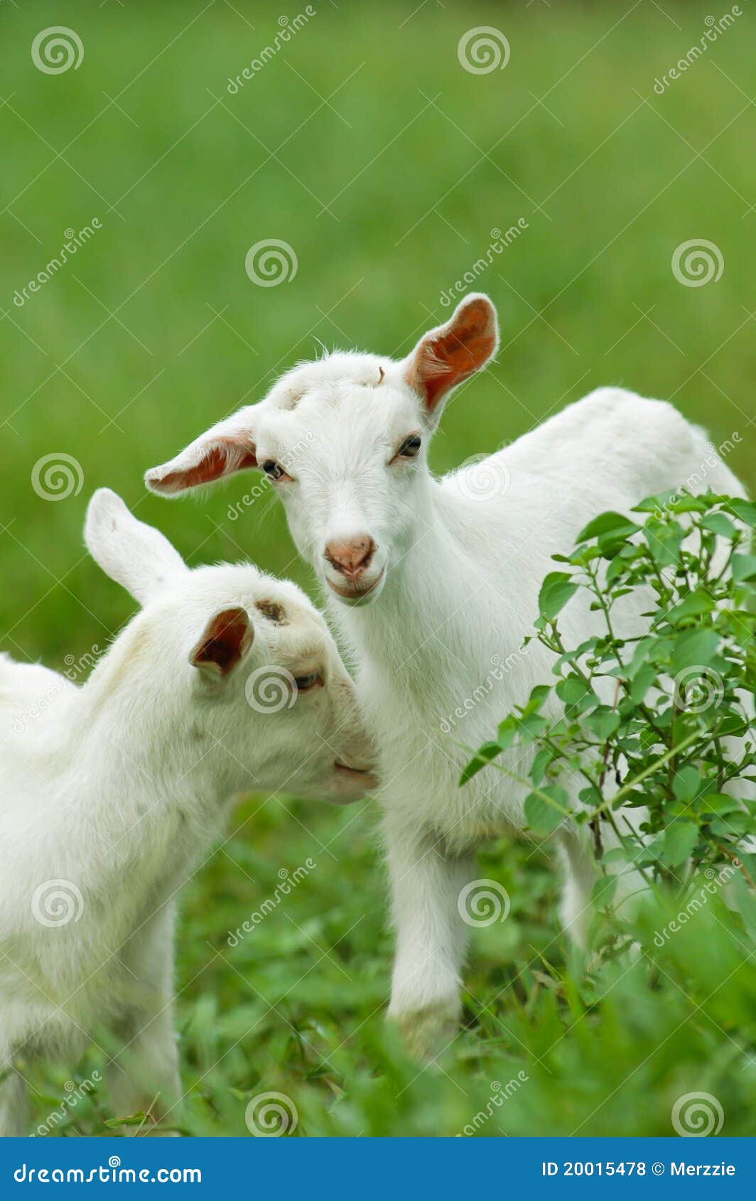 Two baby goats stock photo. Image of goat, lamb, friendly - 20015478