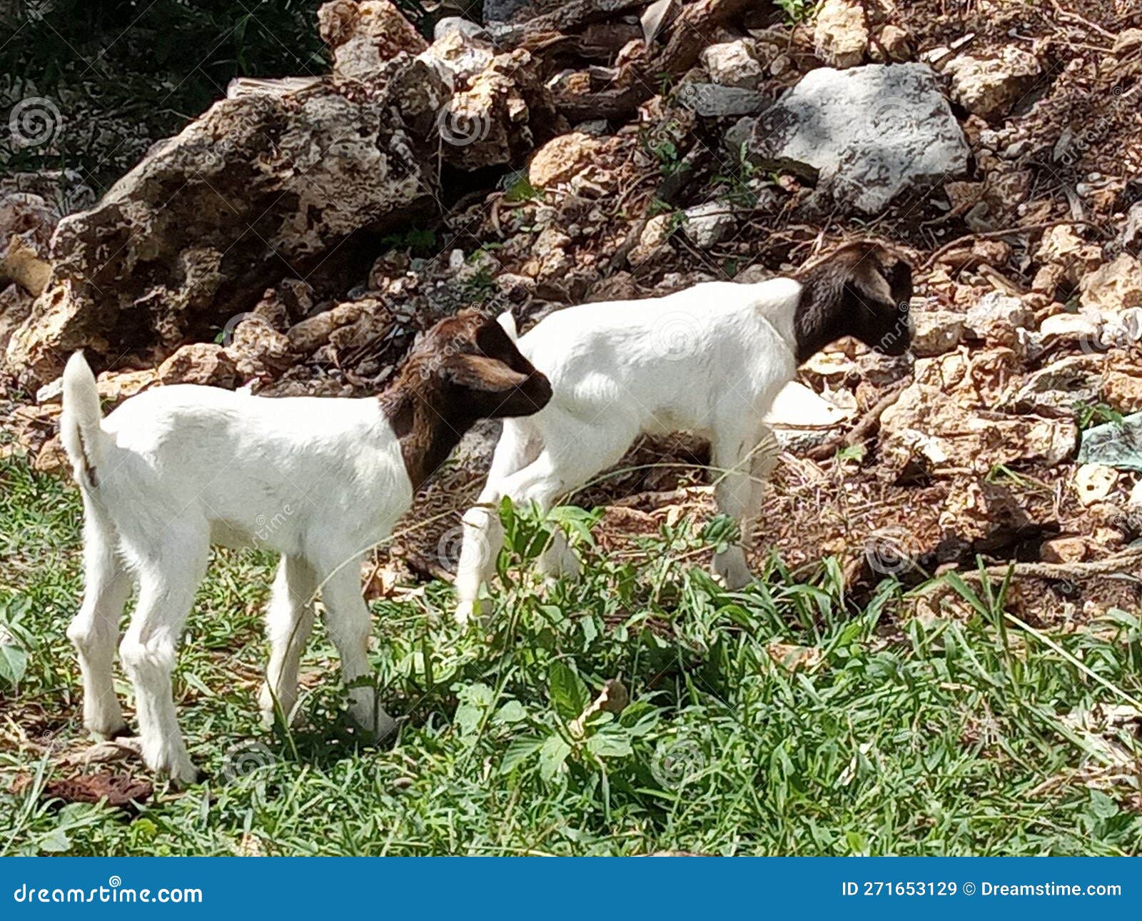 Two baby goats in a field stock image. Image of lawn - 271653129
