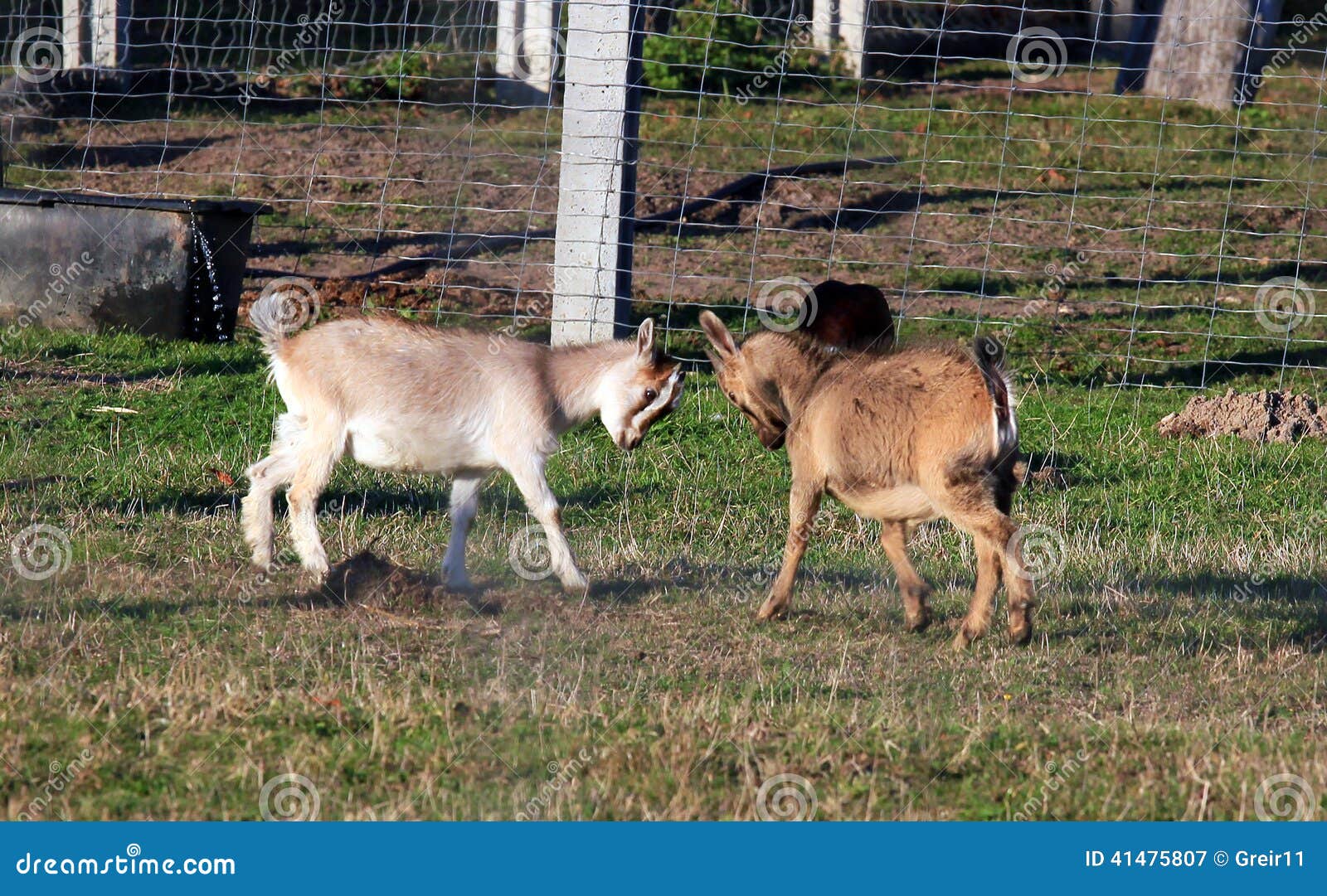 Two baby goats fighting stock image. Image of playing - 41475807