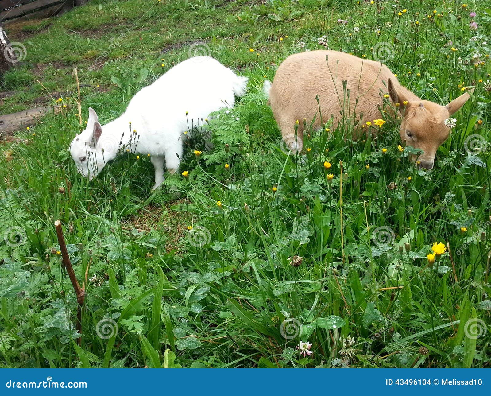 Two baby goats stock photo. Image of cute, eyes, animals - 43496104
