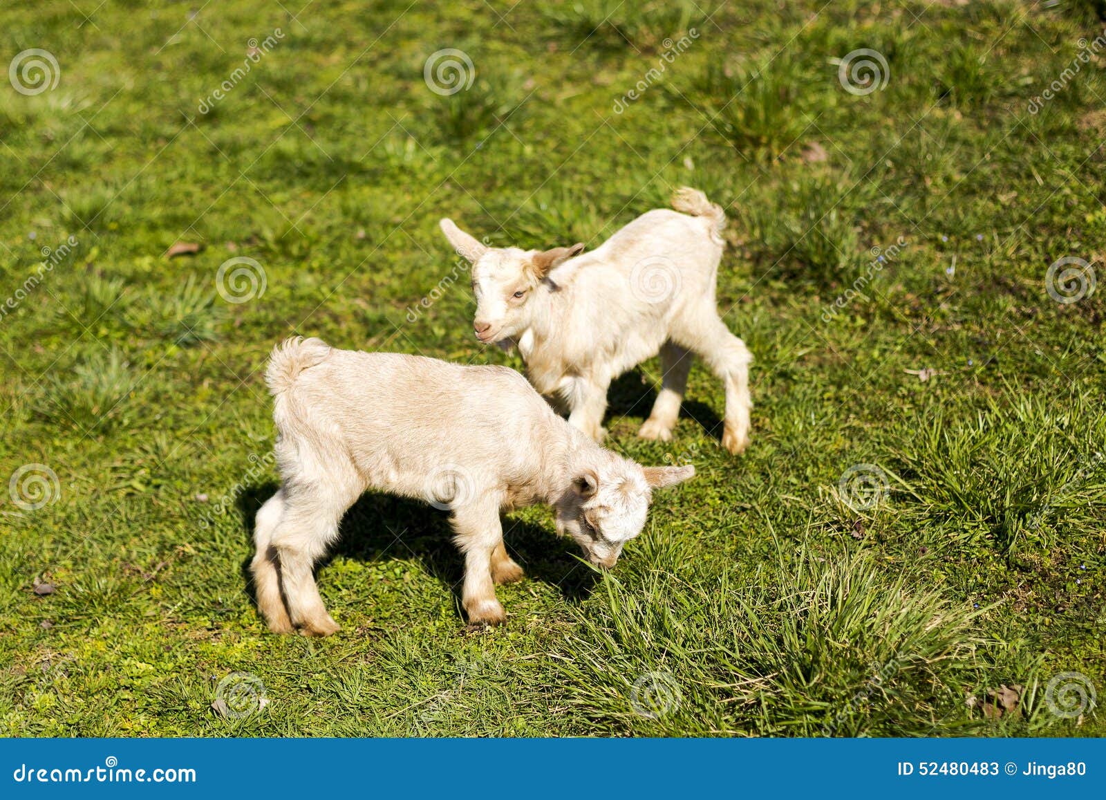 Two baby goats playing stock image. Image of livestock - 52480483