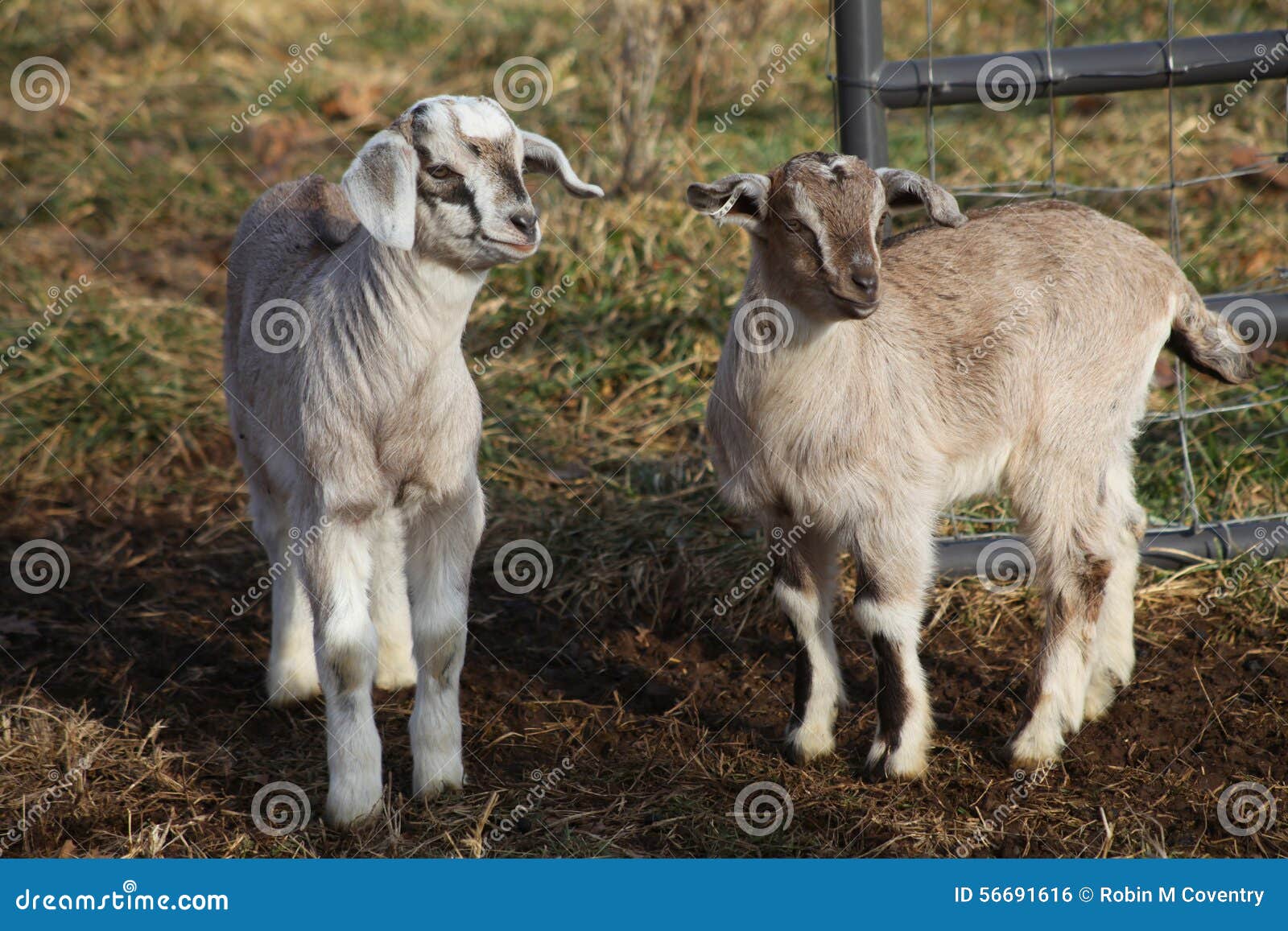 Goats Standing Beside Olive Tree Stock Photography | CartoonDealer.com ...