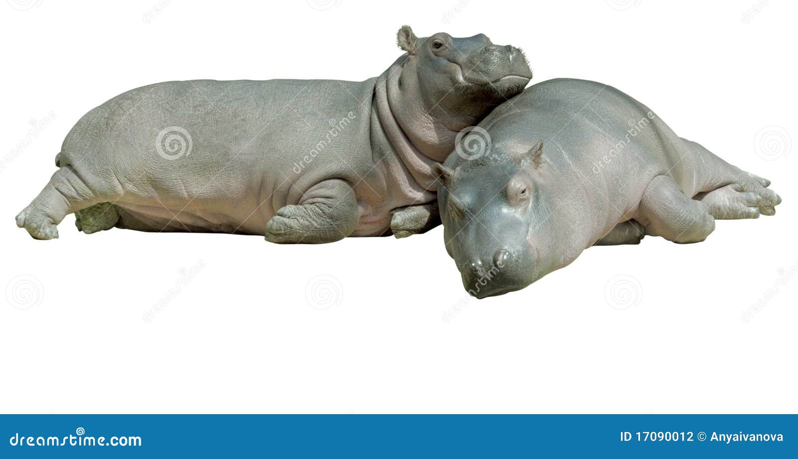 Two Baby Hippos, Isolated on White Stock Photo - Image of cute ...