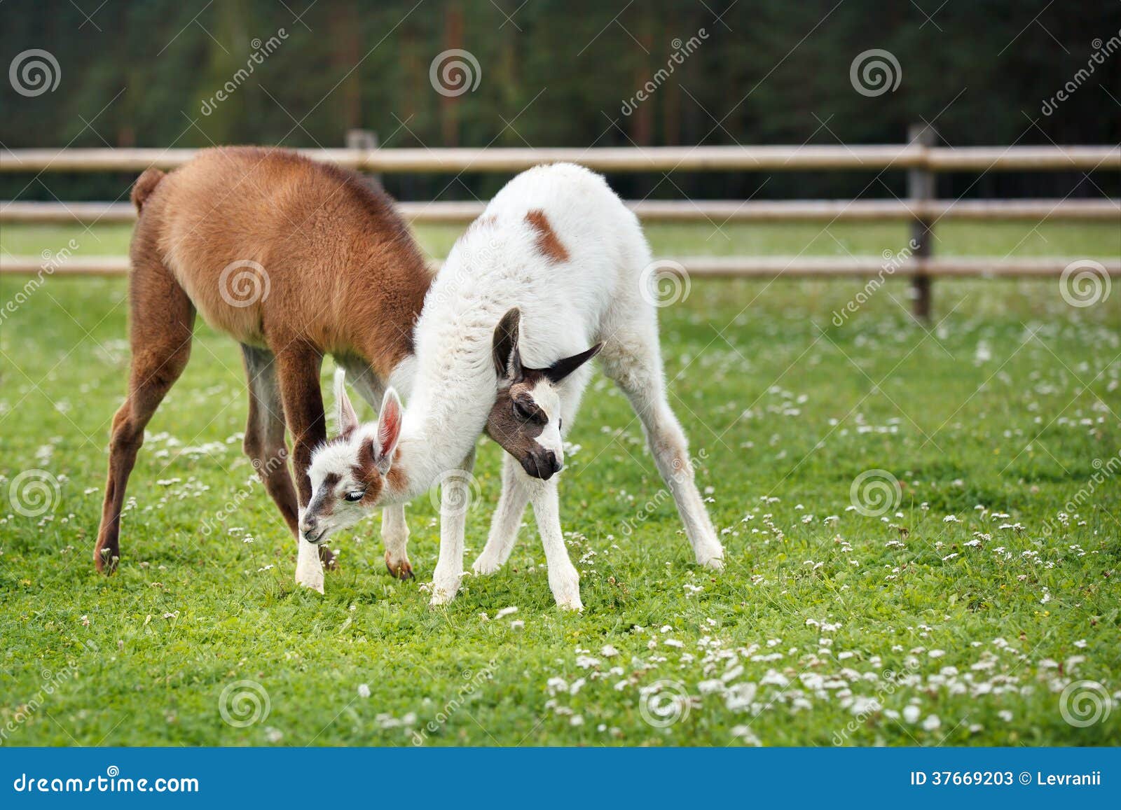 Two Baby Lamas Playing Together Stock Image - Image of relationship ...