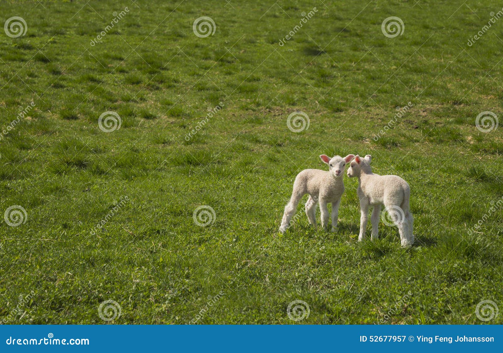 Two baby lambs stock image. Image of meadow, small, grass - 52677957
