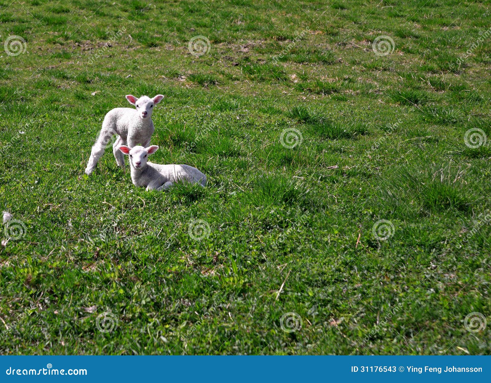 Two baby lambs stock image. Image of small, grass, sunshine - 31176543
