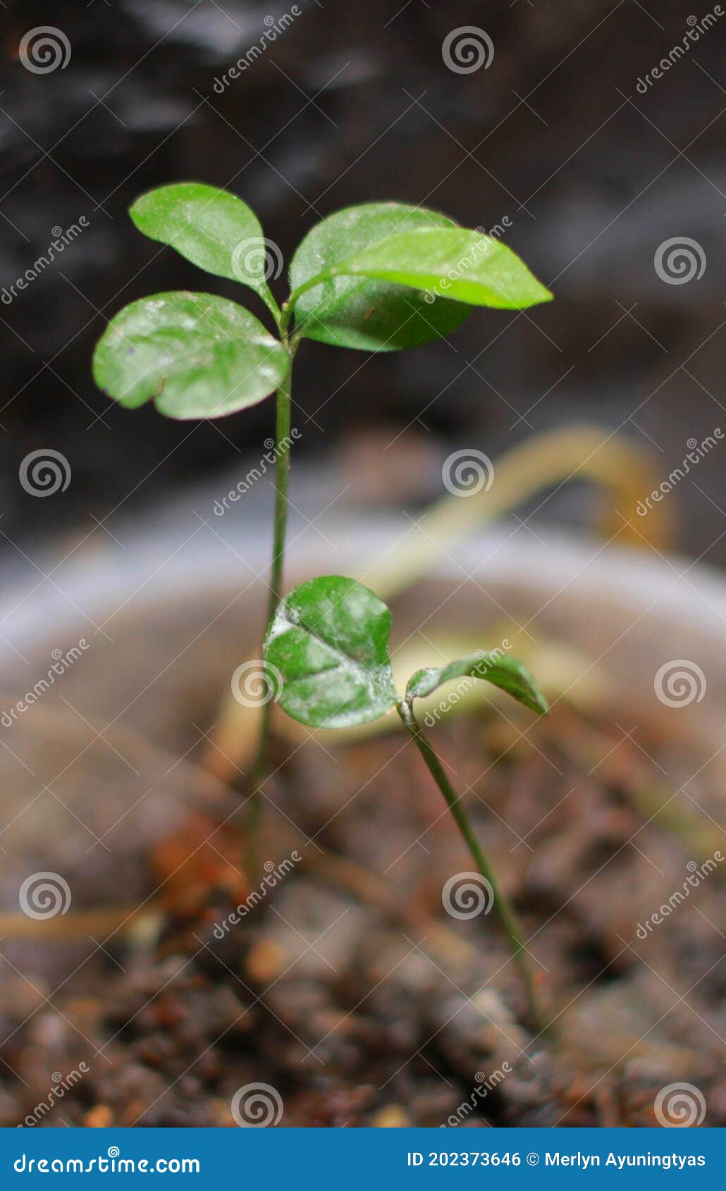 Two Baby Lemon Tree Close Up Shot Stock Photo - Image of food, plants ...