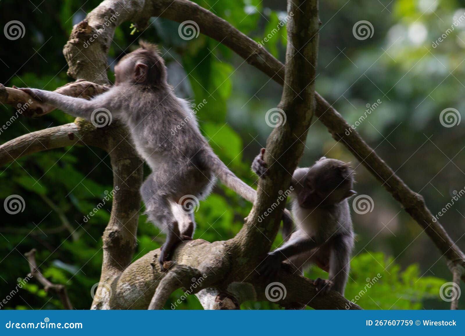 Two Baby Monkeys Climbing the Green Tree in the Jungle Stock Image ...