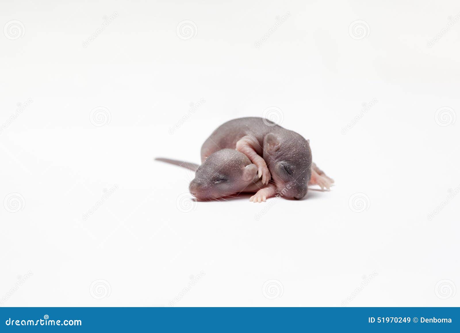 Two baby of a mouse stock image. Image of pets, baby - 51970249