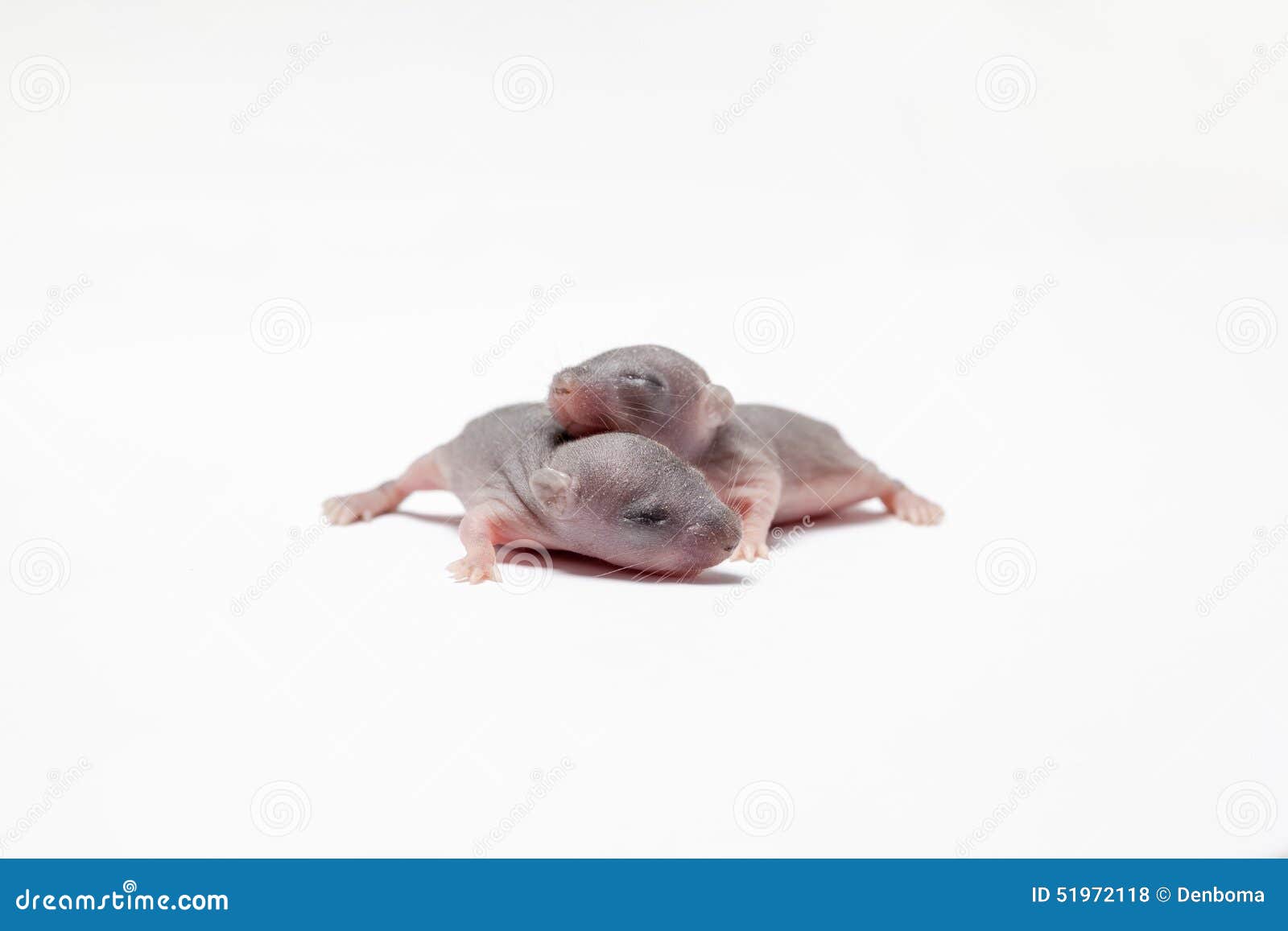 Two baby of a mouse stock photo. Image of white, studio - 51972118