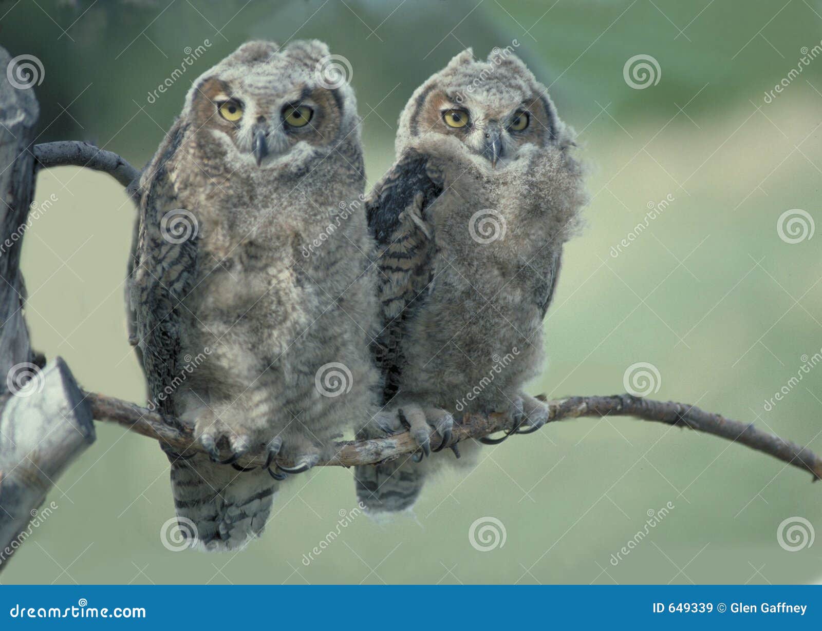 Two baby owls stock image. Image of owls, short, wildlife - 649339