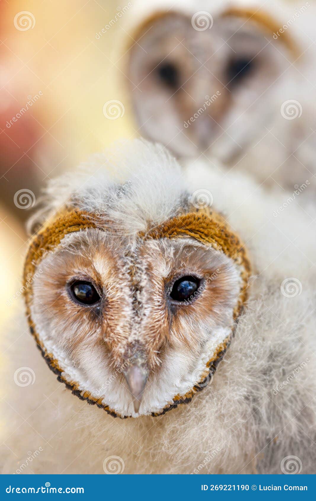 Baby Owls Royalty-Free Stock Photo | CartoonDealer.com #17455269