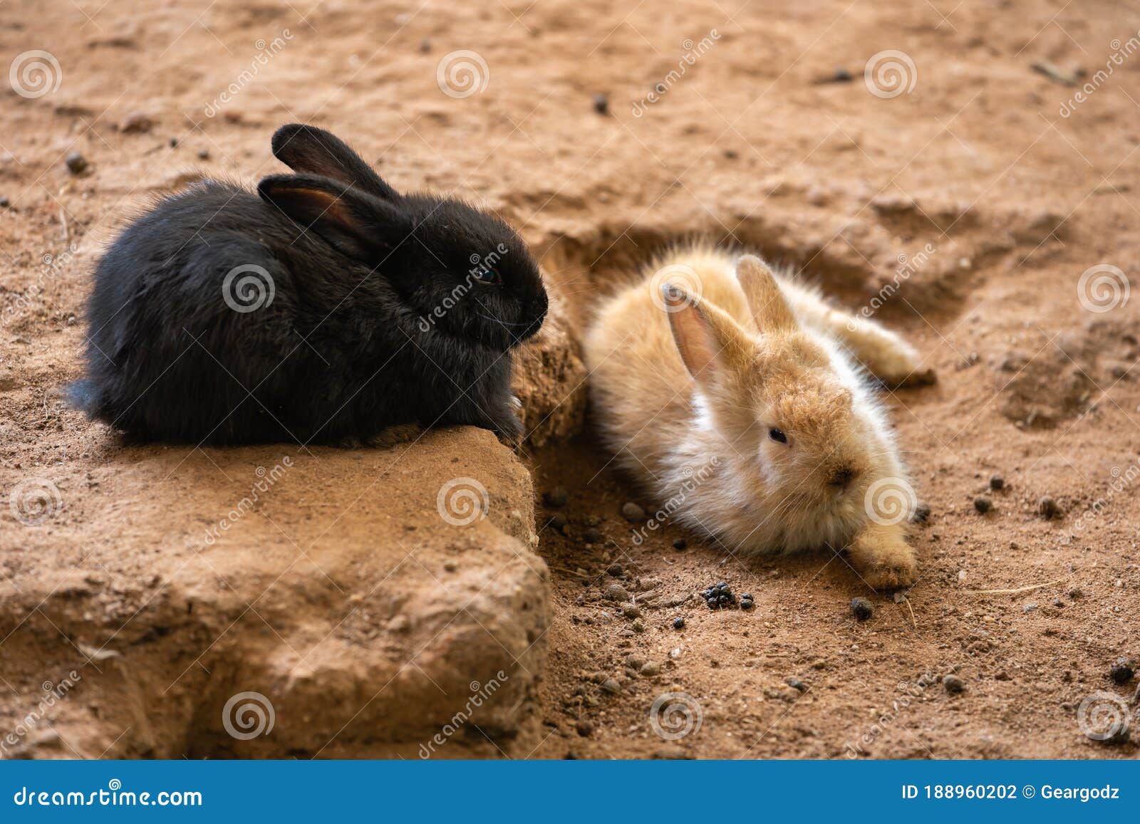 Two Baby Rabbit or Bunny or Hare Resting on Ground Stock Photo - Image ...