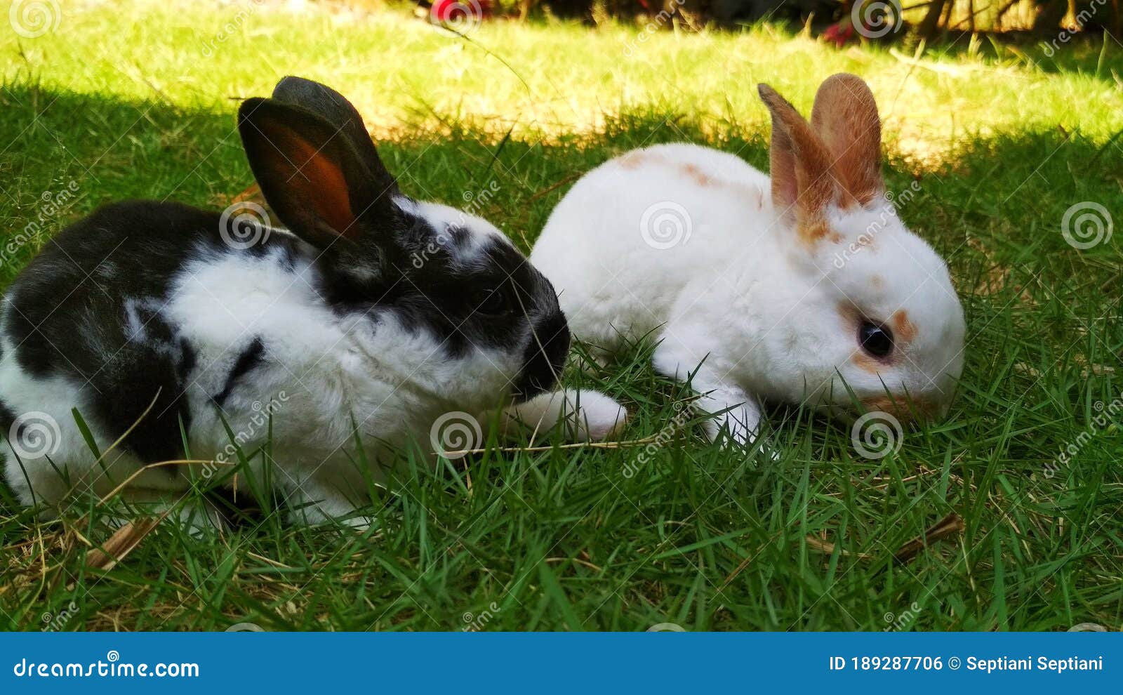 Two Baby Rabbit in the Grass Stock Photo - Image of whiskers, mammal ...