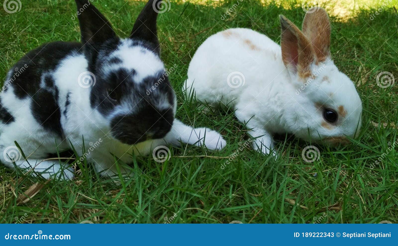 Two baby rabbit stock image. Image of carnivore, baby - 189222343