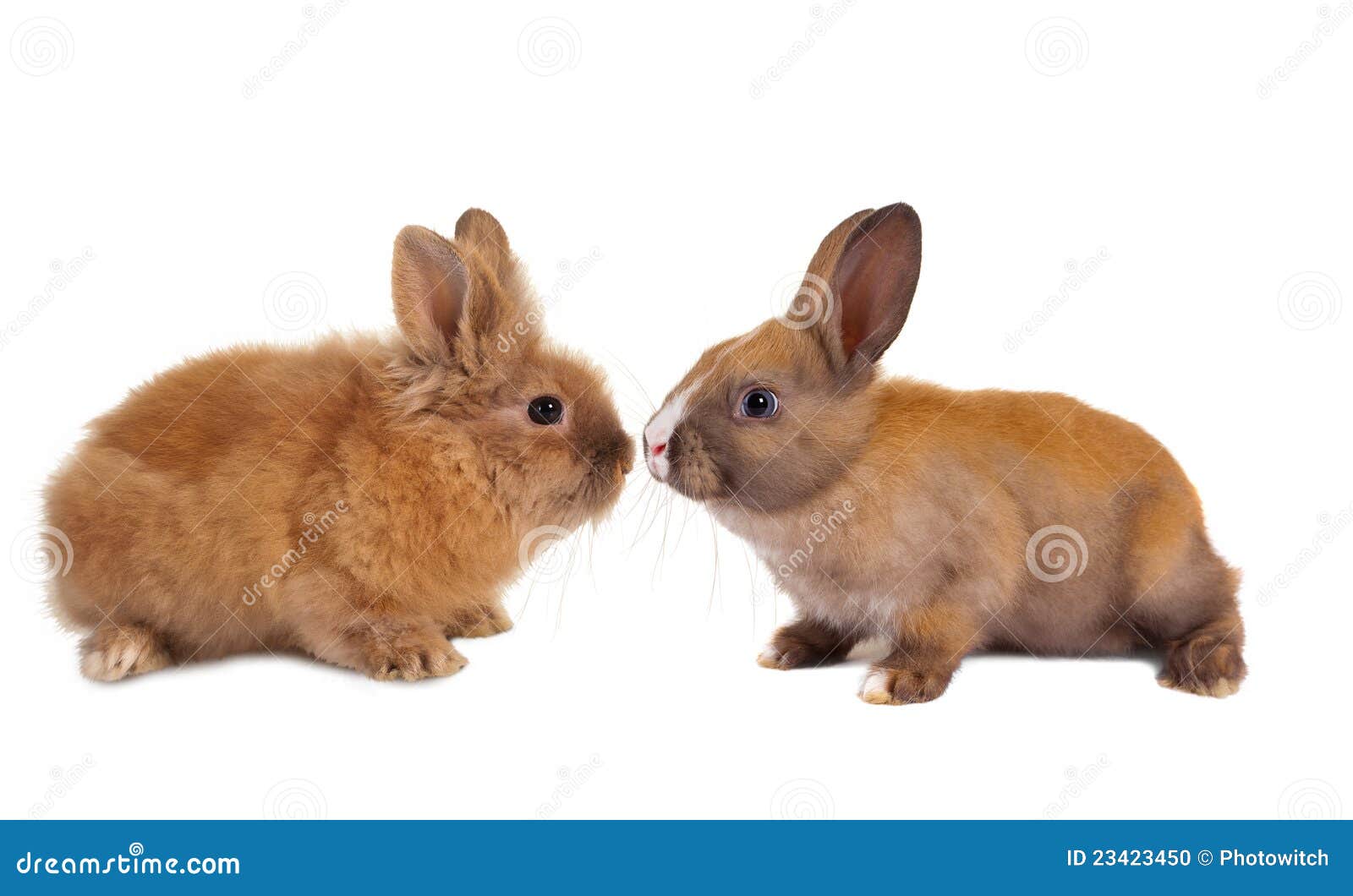 Two Baby Rabbits Stock Photography | CartoonDealer.com #23423450