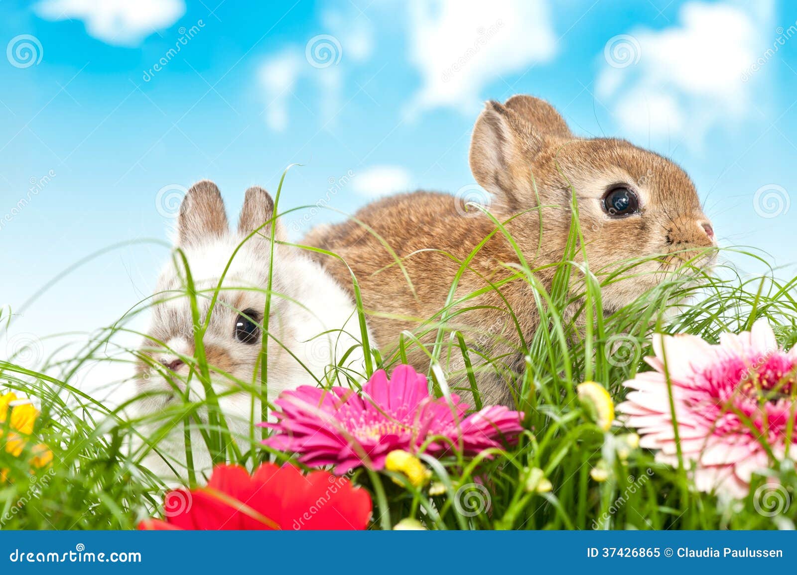 860 Field Flower Rabbits Photos - Free & Royalty-Free Stock Photos from ...