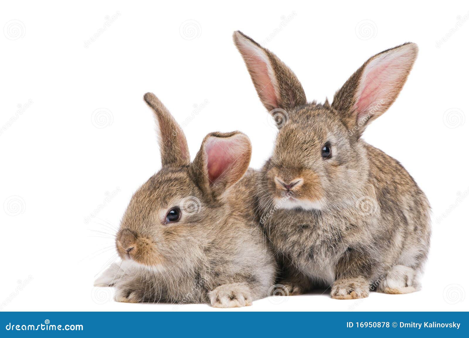 Two Baby Rabbits Isolated on White Stock Photo - Image of beautiful ...