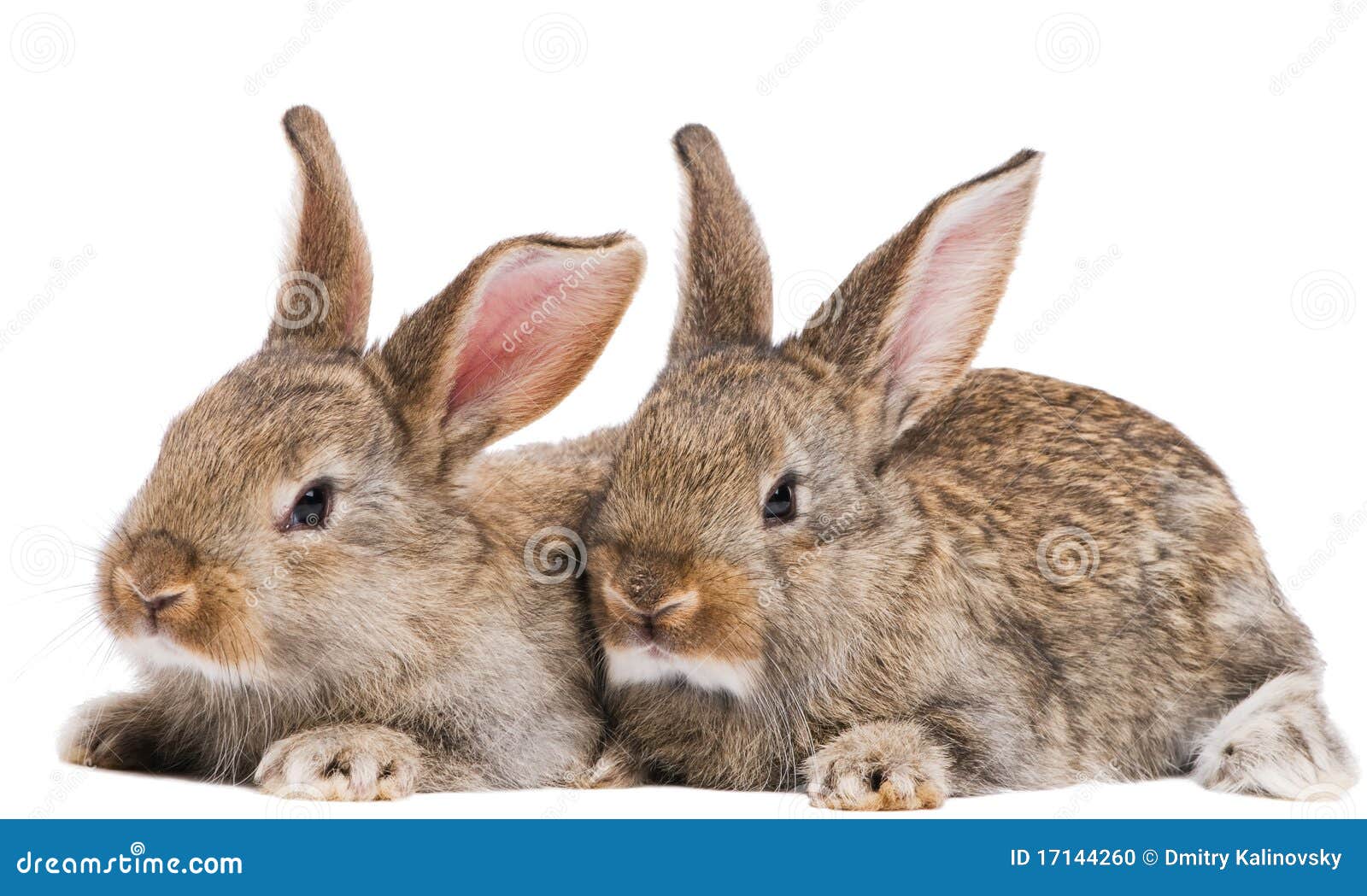 Two Baby Rabbits Isolated On White Stock Photo - Image of profile, male ...