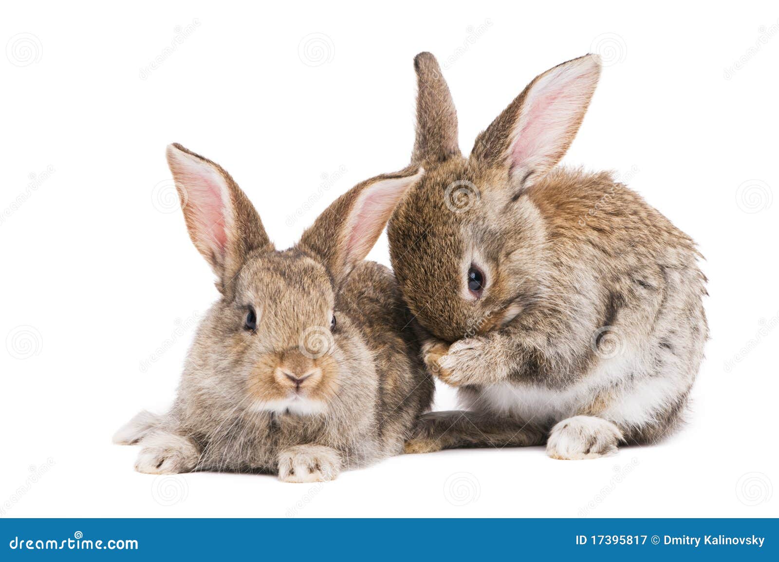 Two Baby Rabbits Isolated on White Stock Image - Image of group, furry ...