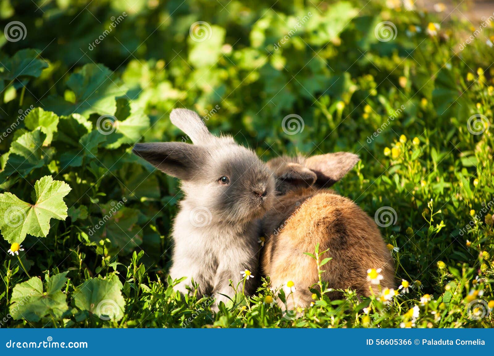 Two baby rabbits stock photo. Image of pretty, playful - 56605366