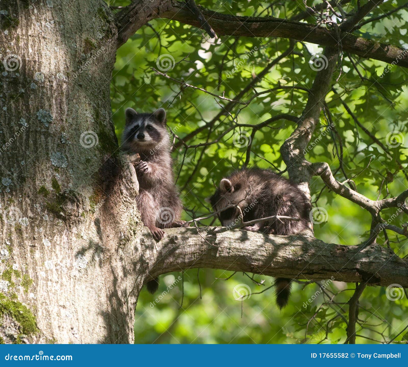 Two Baby Raccoons in a Tree Stock Photo - Image of leaves, outdoor ...