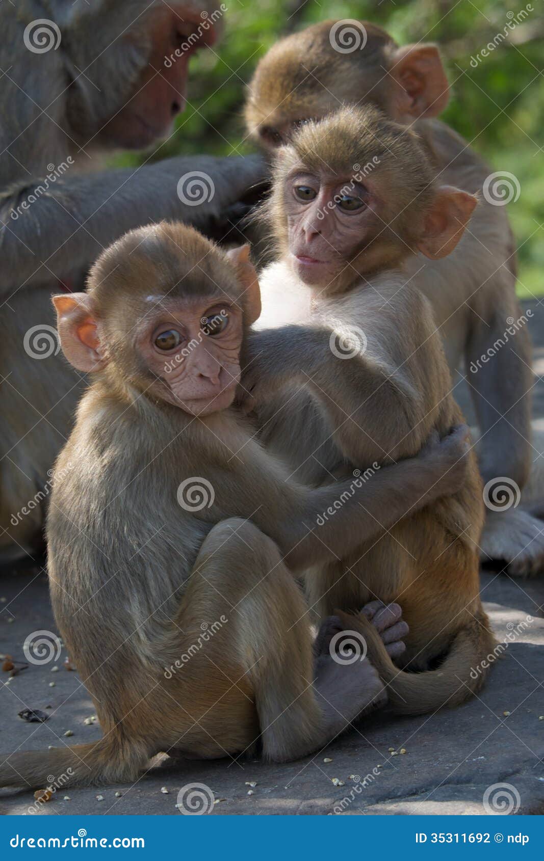 Two baby rhesus macaques stock photo. Image of cute, cuddle - 35311692