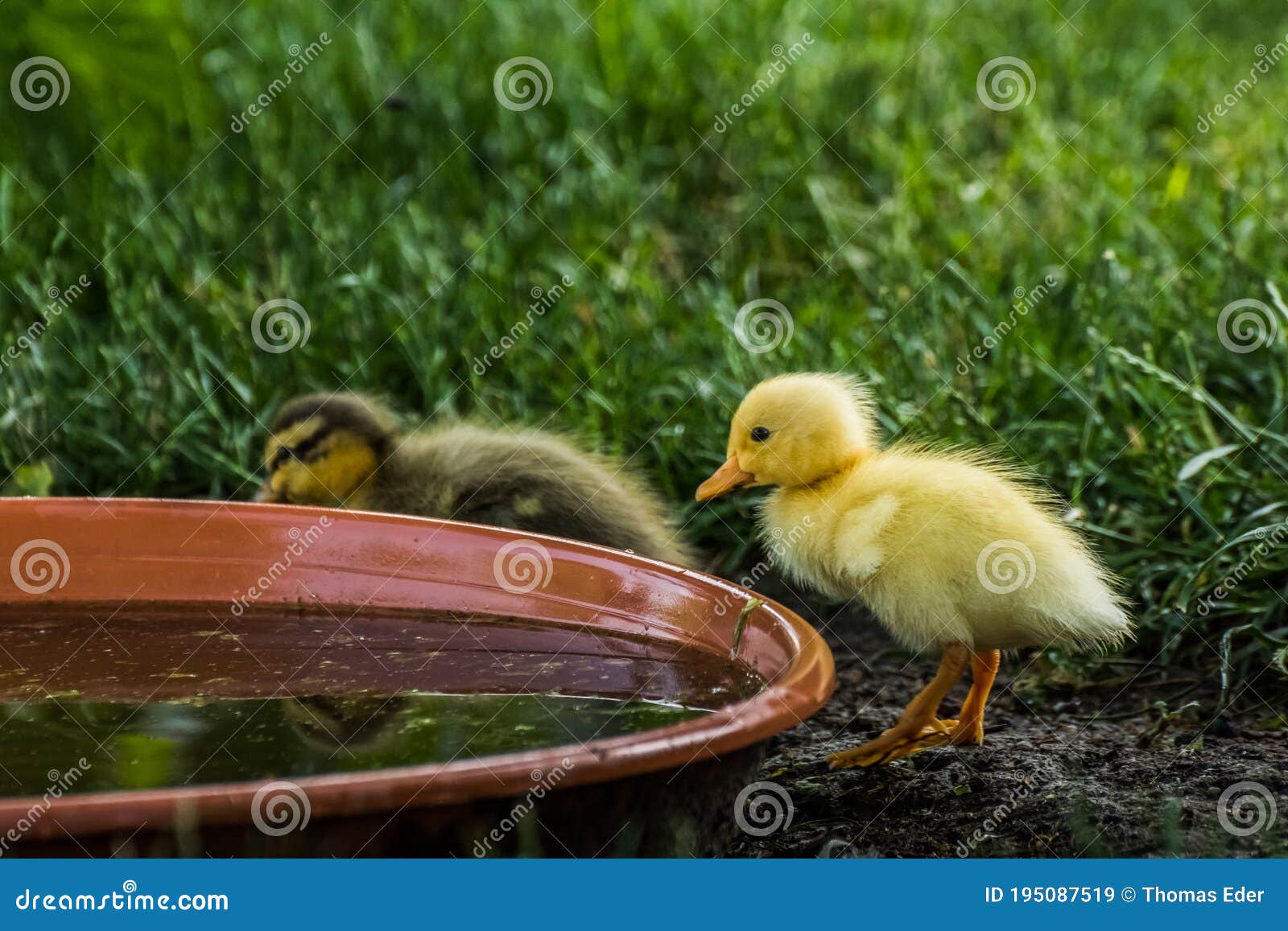 Two Littlebaby Running Ducks Stands at a Water Bowl Stock Image - Image ...