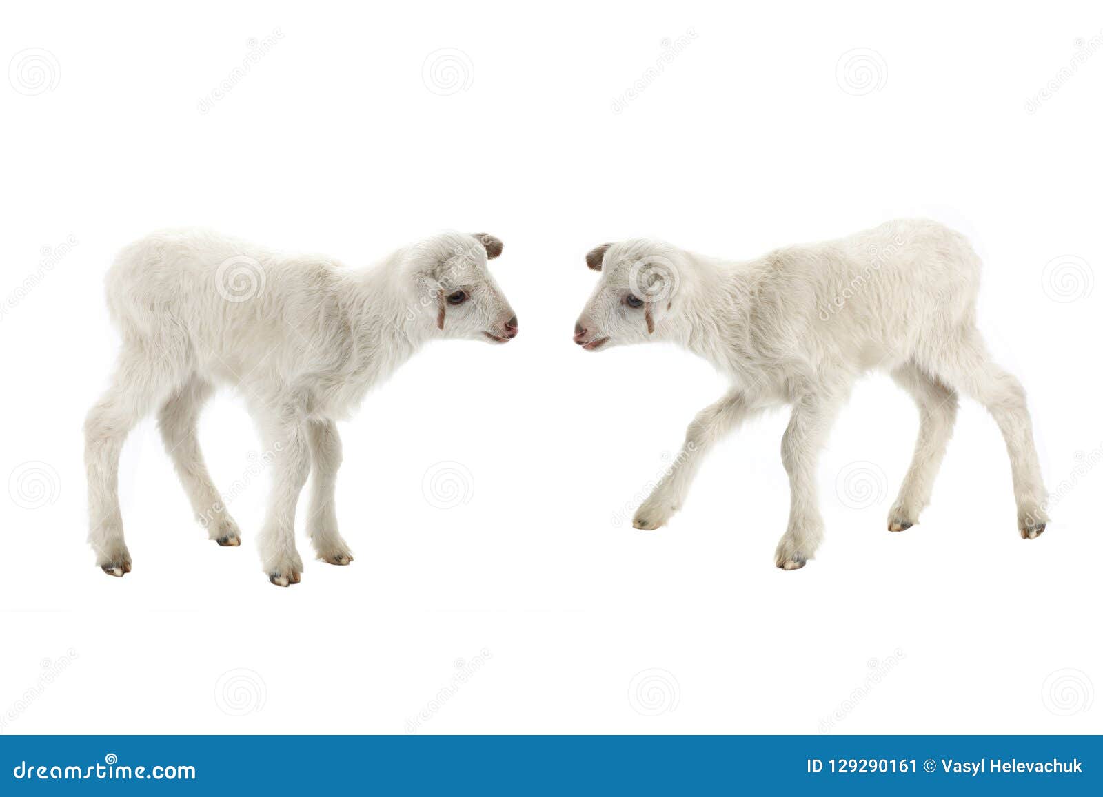 Two baby sheep on a white stock image. Image of studio - 129290161
