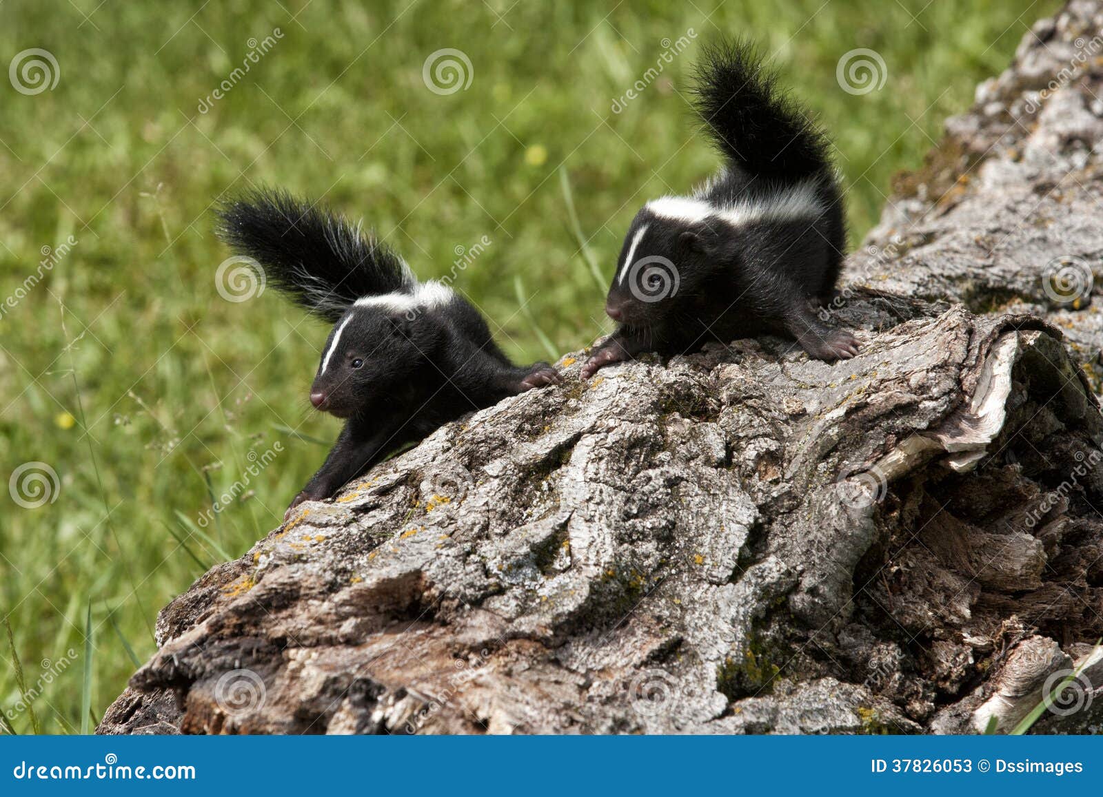 Two Baby Skunks on a Log with Tails Up Stock Image - Image of danger ...