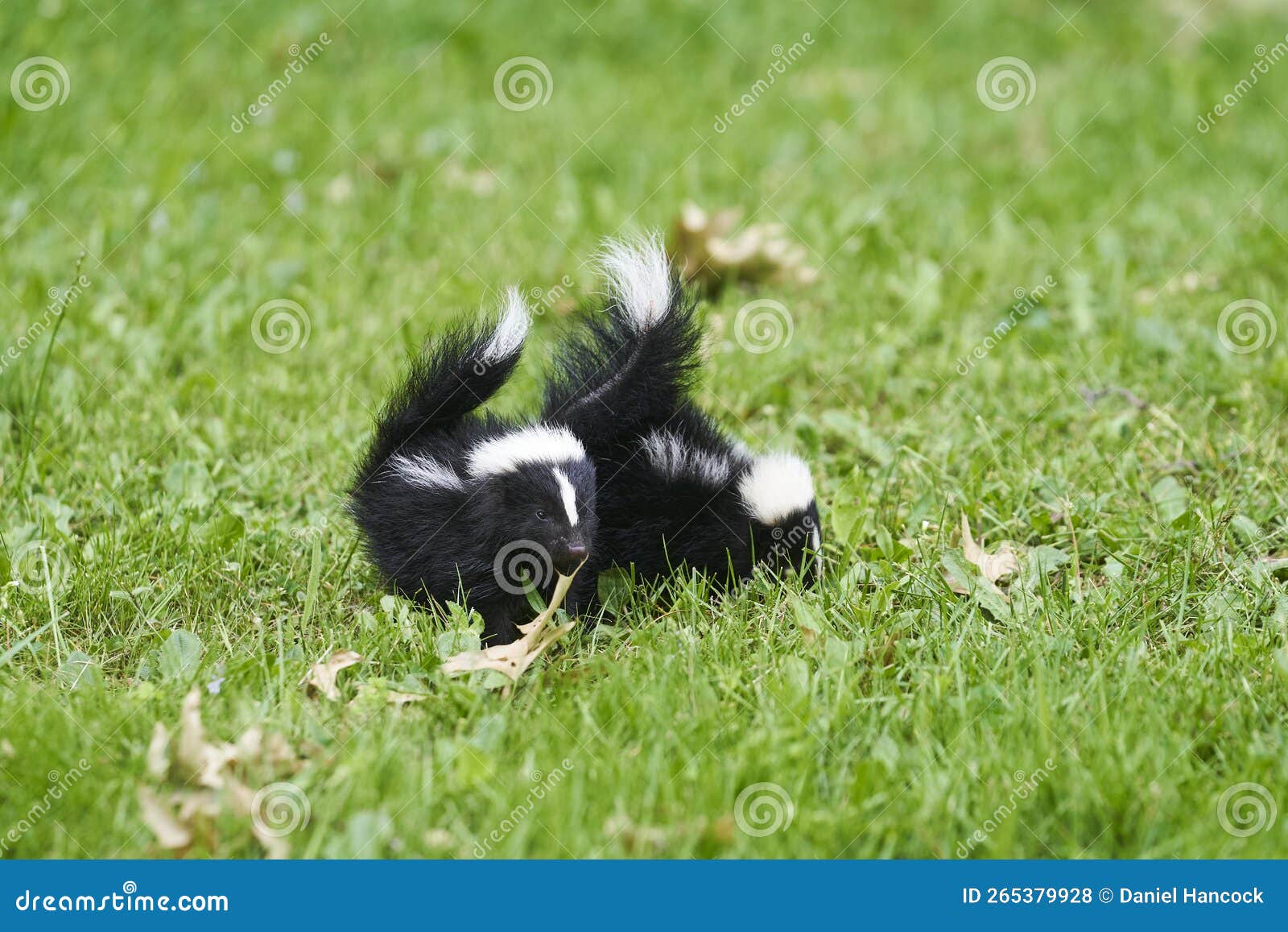 Two baby skunks together stock photo. Image of black - 265379928