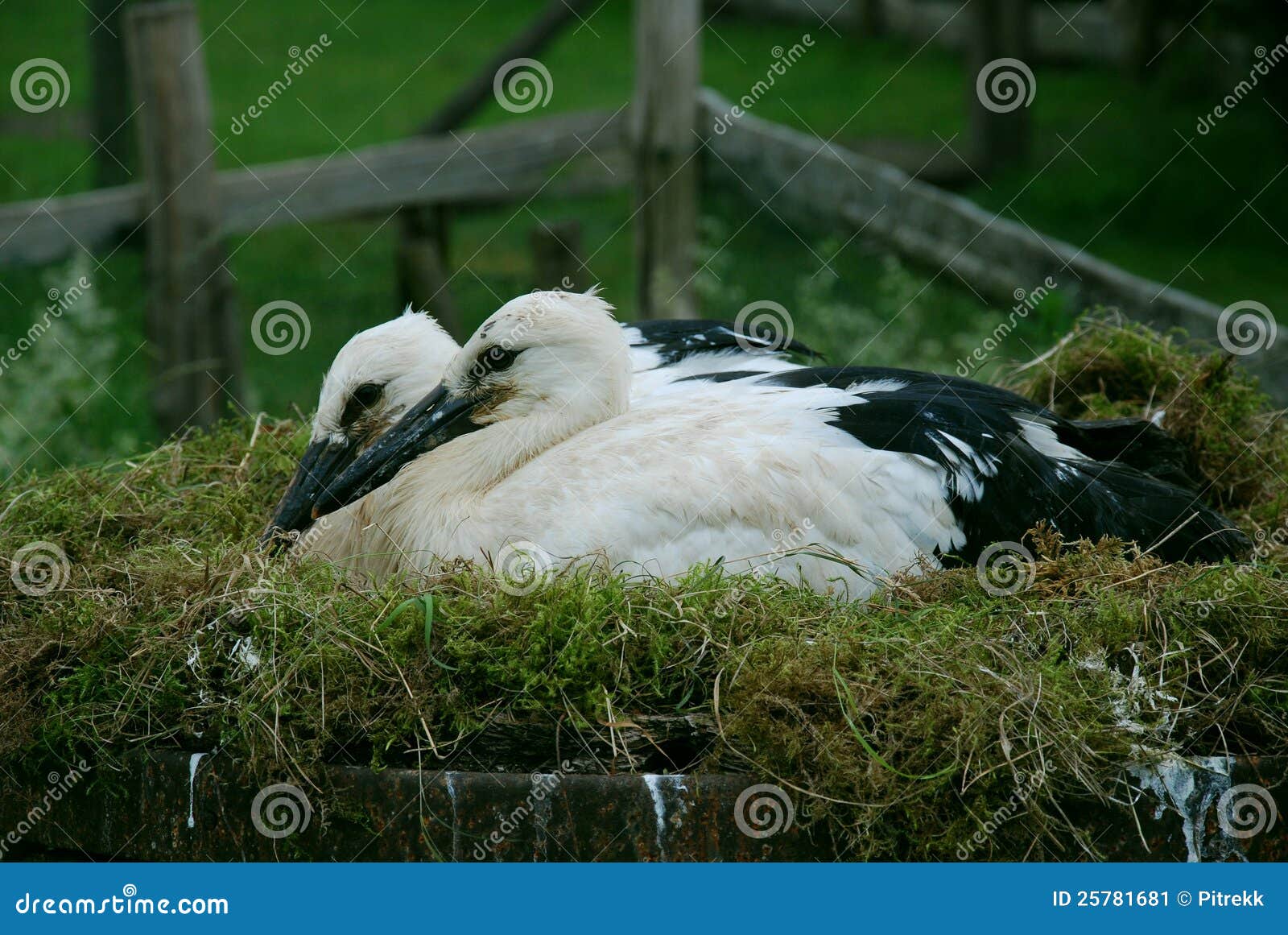 Two baby storks stock image. Image of little, baby, birds - 25781681