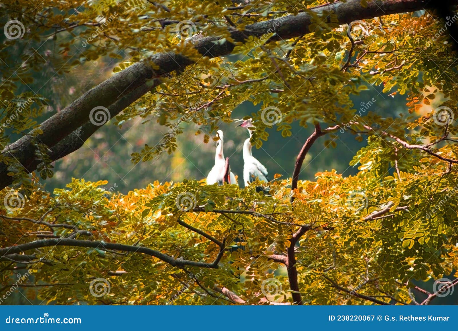 Two Baby Storks at the Garden Site India Stock Image - Image of asian ...