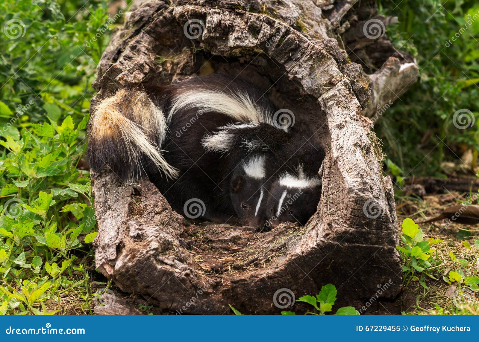 Two Baby Striped Skunks (Mephitis Mephitis) Huddle in Log Stock Image ...