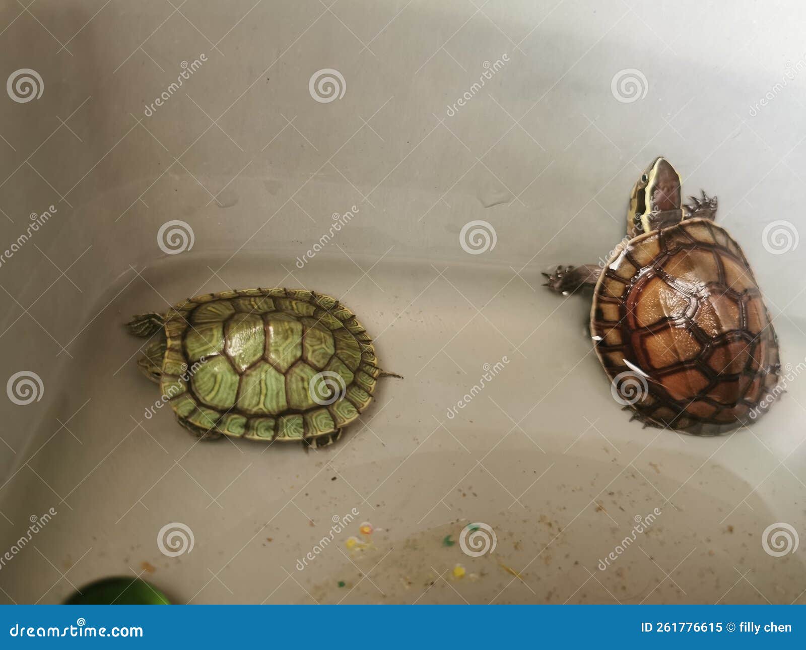 Two baby turtle stock image. Image of leaf, baby, invertebrate - 261776615